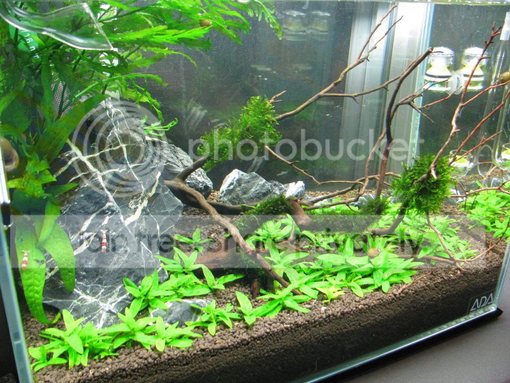 My ADA Mini M | The Planted Tank Forum