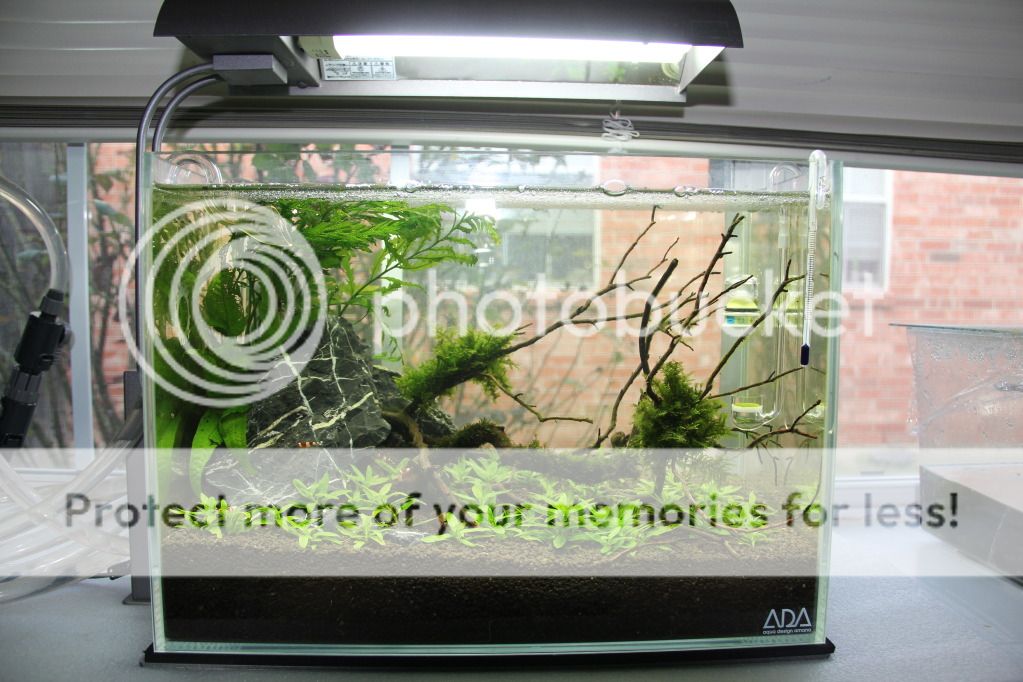 My ADA Mini M | The Planted Tank Forum