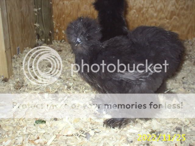 Silkie Experts Split Wing????????? | BackYard Chickens - Learn How to ...