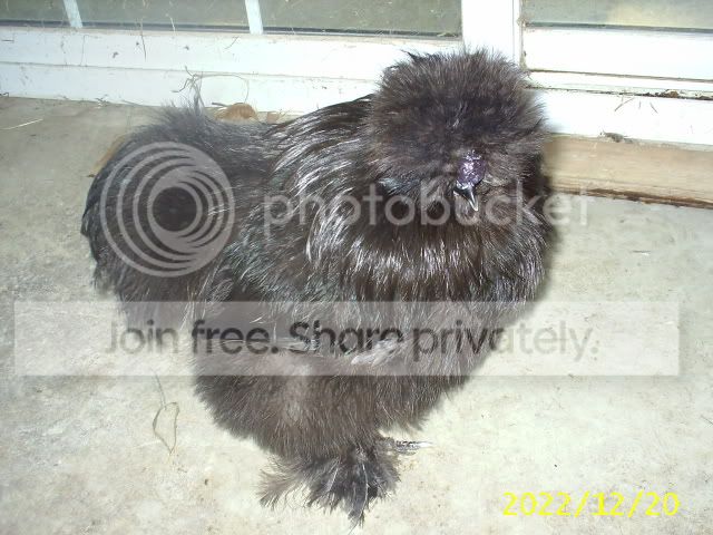 Silkie Roos and their 'ugly' puff... | BackYard Chickens - Learn How to ...